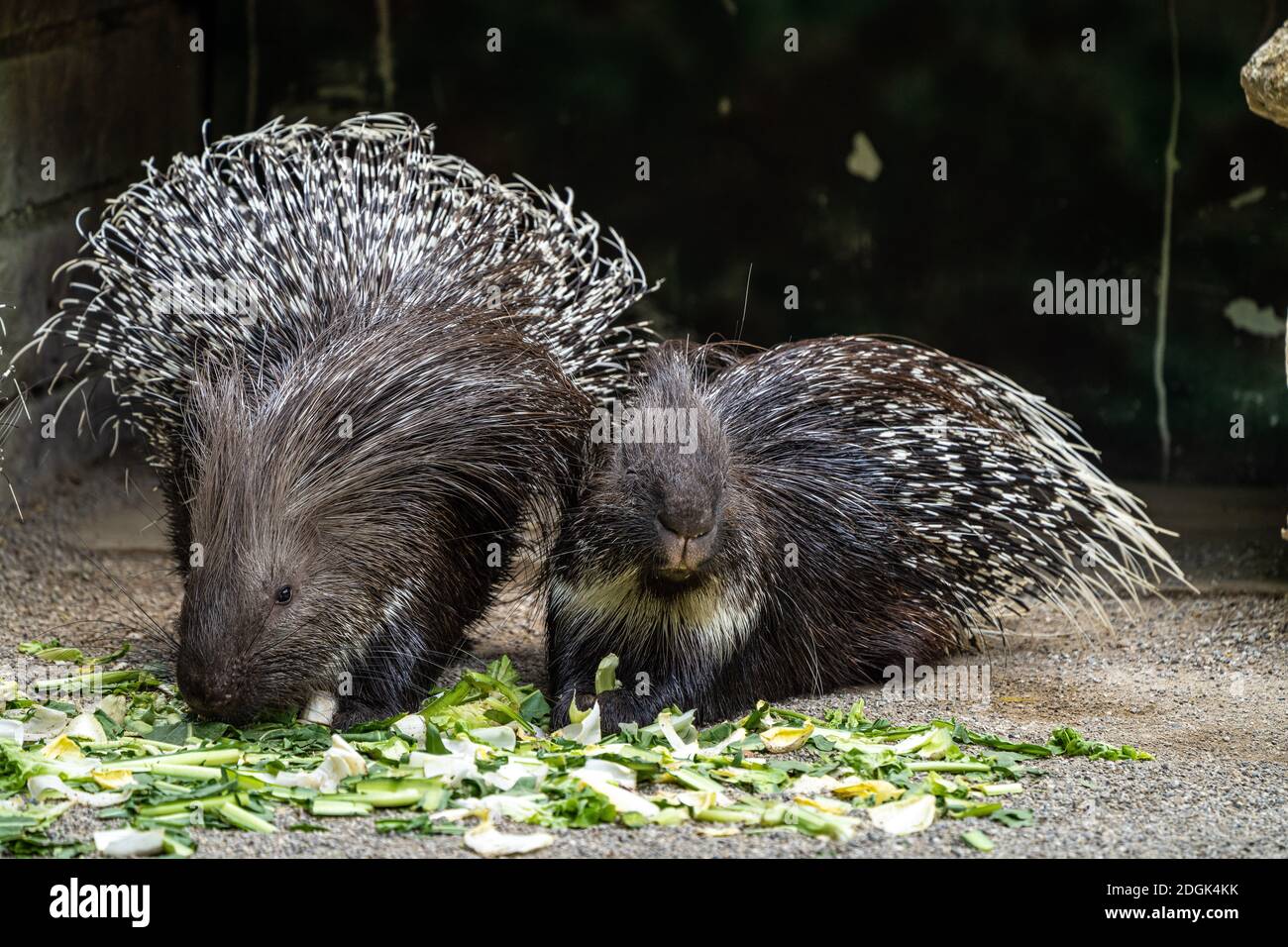The Indian crested Porcupine, Hystrix indica or Indian porcupine, is a ...