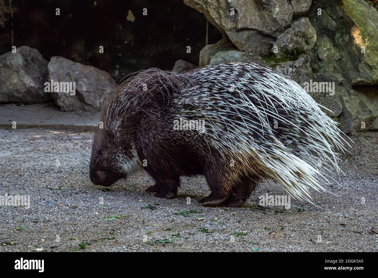 The Indian crested Porcupine, Hystrix indica or Indian porcupine, is a ...
