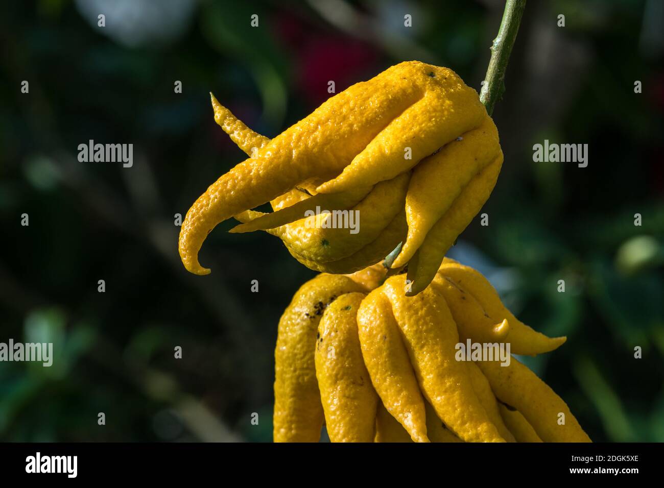 Citrus medica or the fingered citron, is an unusually shaped citron ...