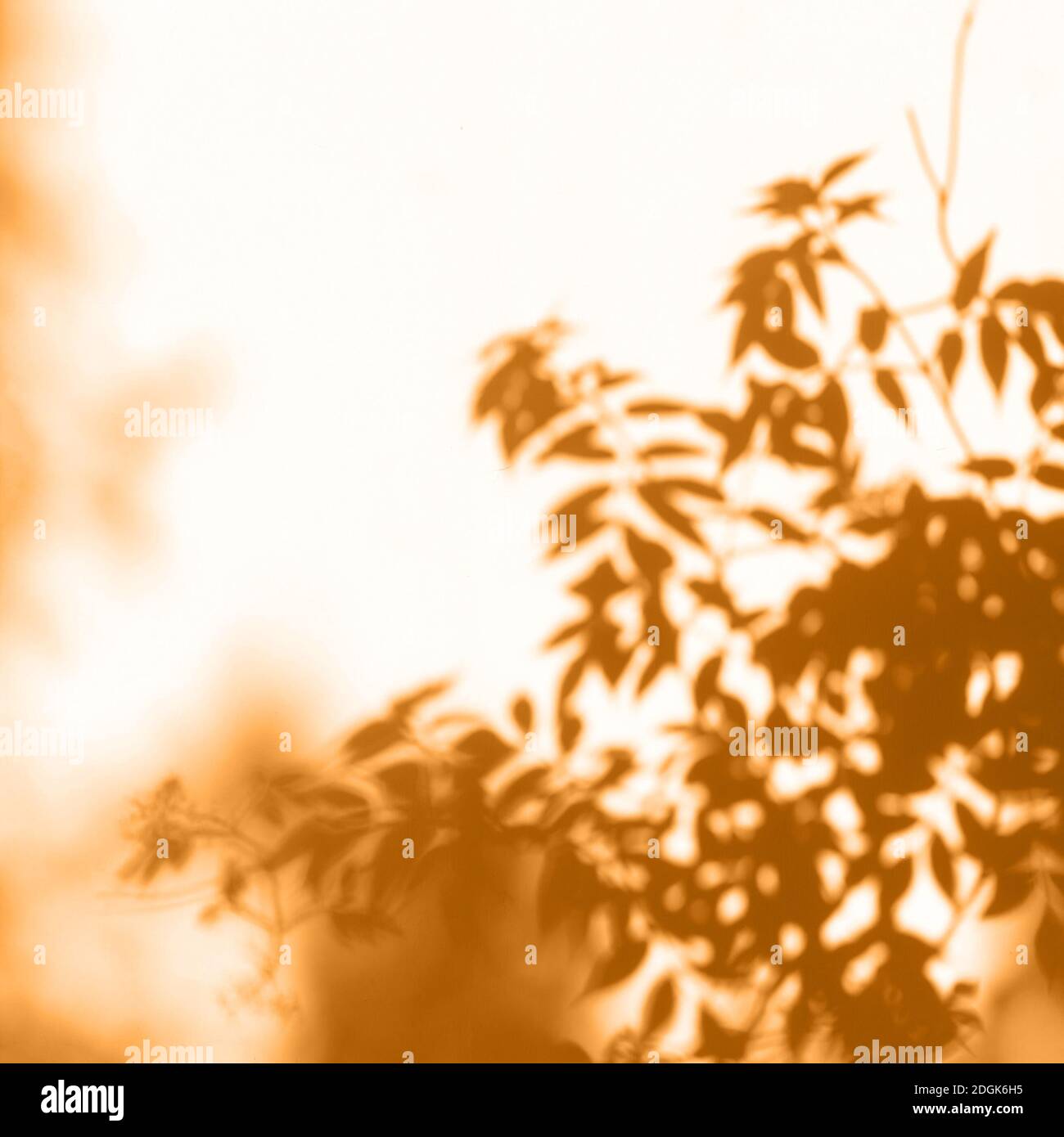 Abstract leaves shadow on orange background. Summer hipster concept ...