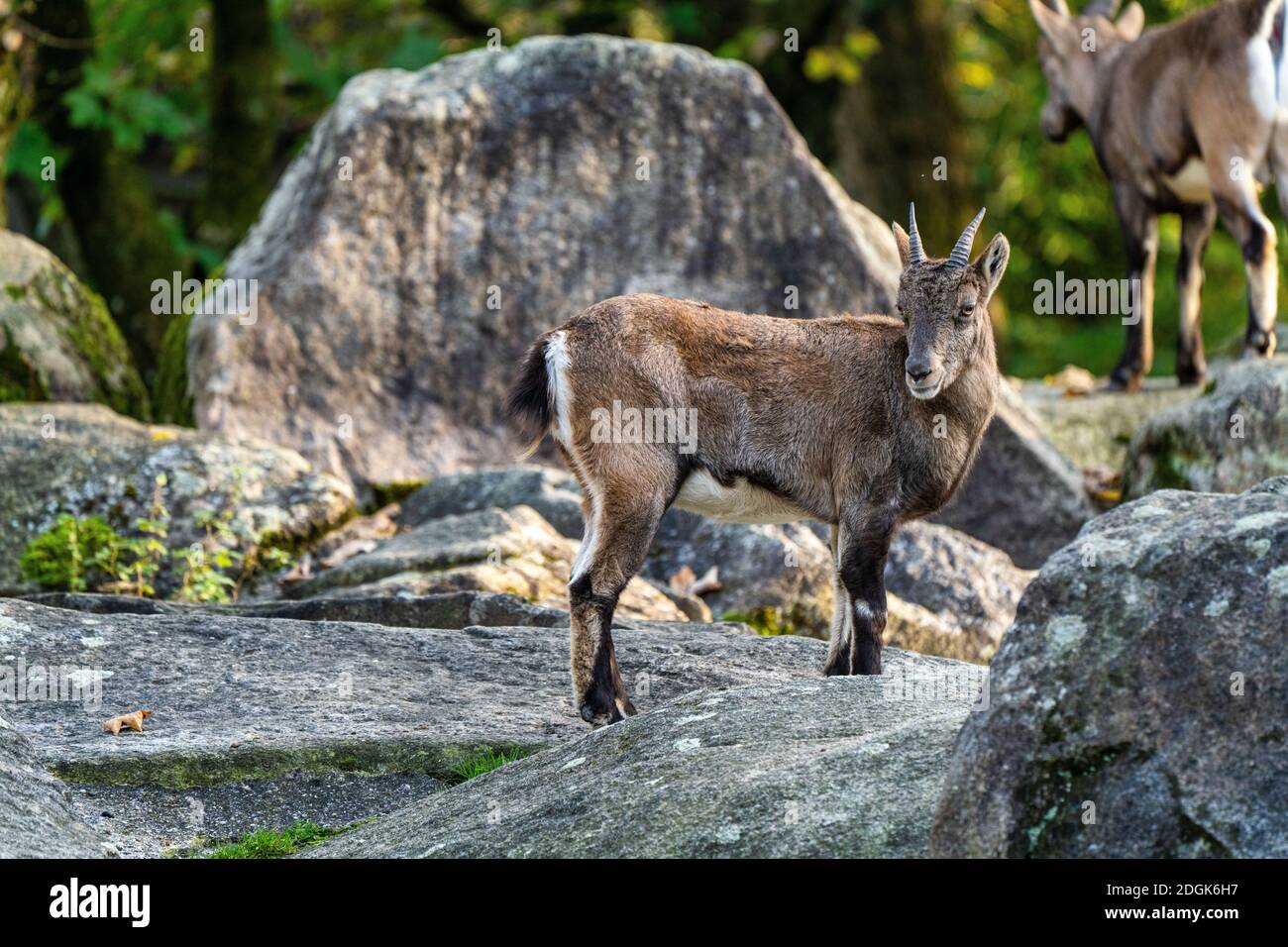 Male mountain ibex - capra ibex in the zoo Stock Photo - Alamy