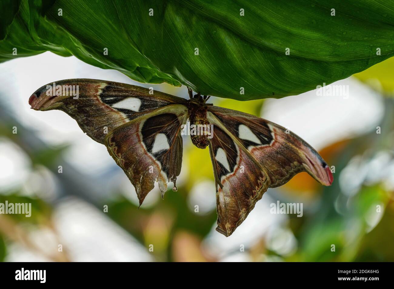 Atlas moth, Attacus atlas, these are the largest moths in the world ...