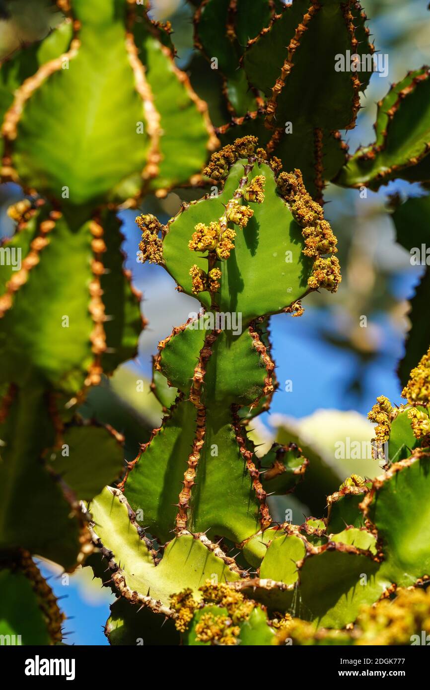 Close view of Transvaal candelabra tree, or bushveld candelabra ...