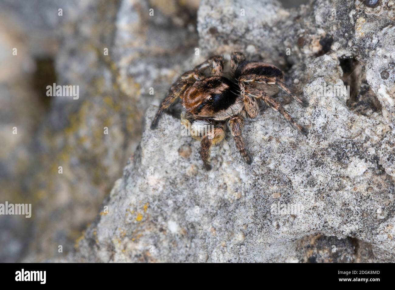 Jumping spiders hi-res stock photography and images - Alamy