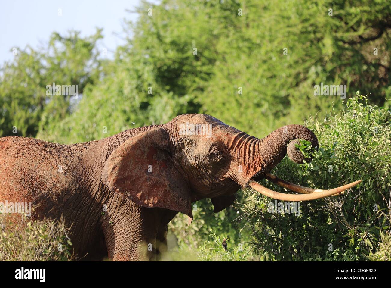 Elephants with red skin because of dust in Tsavo East Nationalpark ...