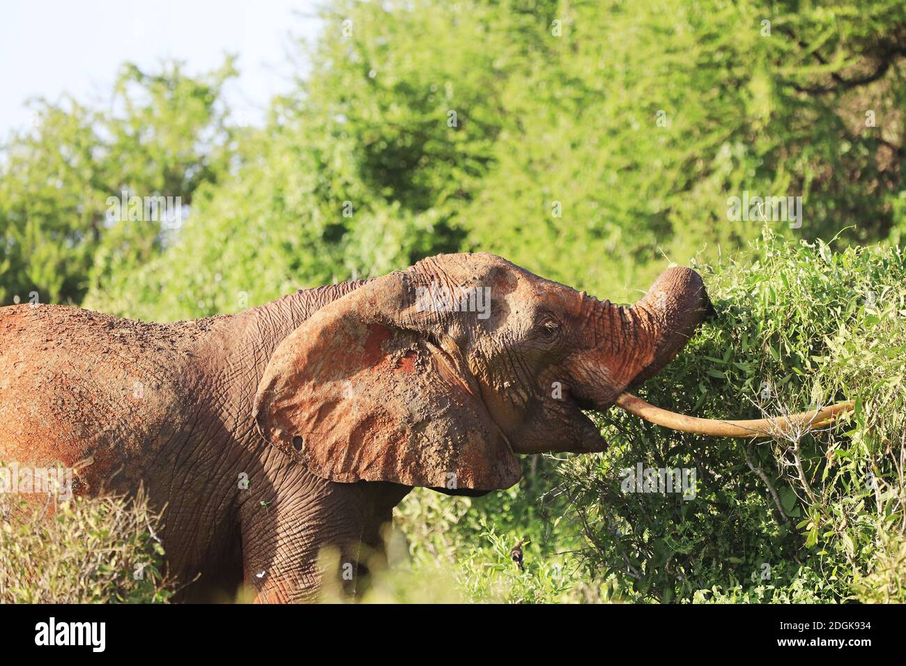 Elephants with red skin because of dust in Tsavo East Nationalpark ...