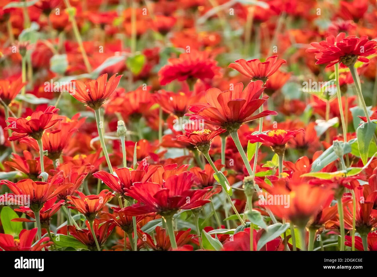 Colorful cosmos flowers farm Stock Photo - Alamy