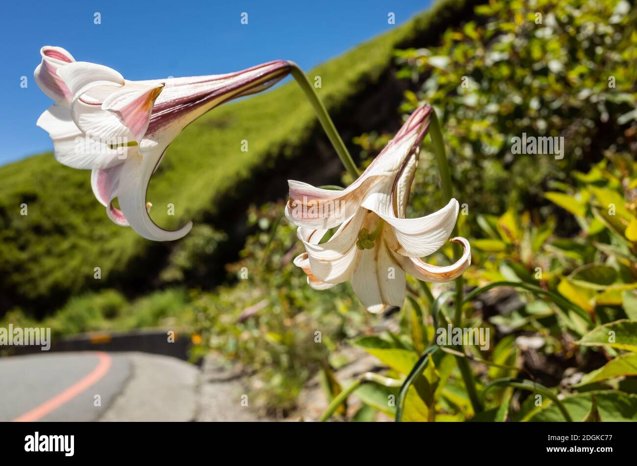Taiwan native species hi-res stock photography and images - Alamy