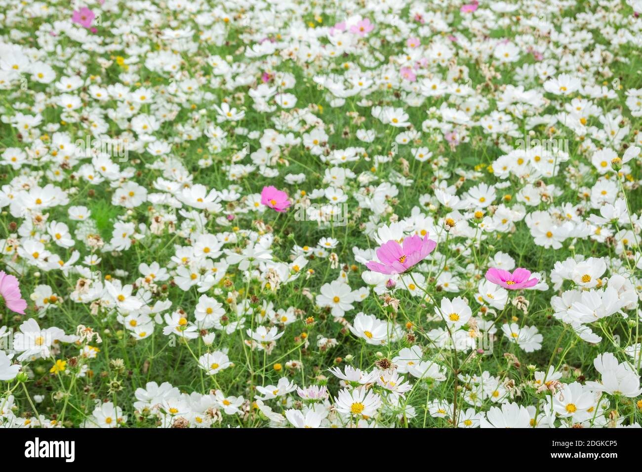 White cosmos flowers farm Stock Photo - Alamy