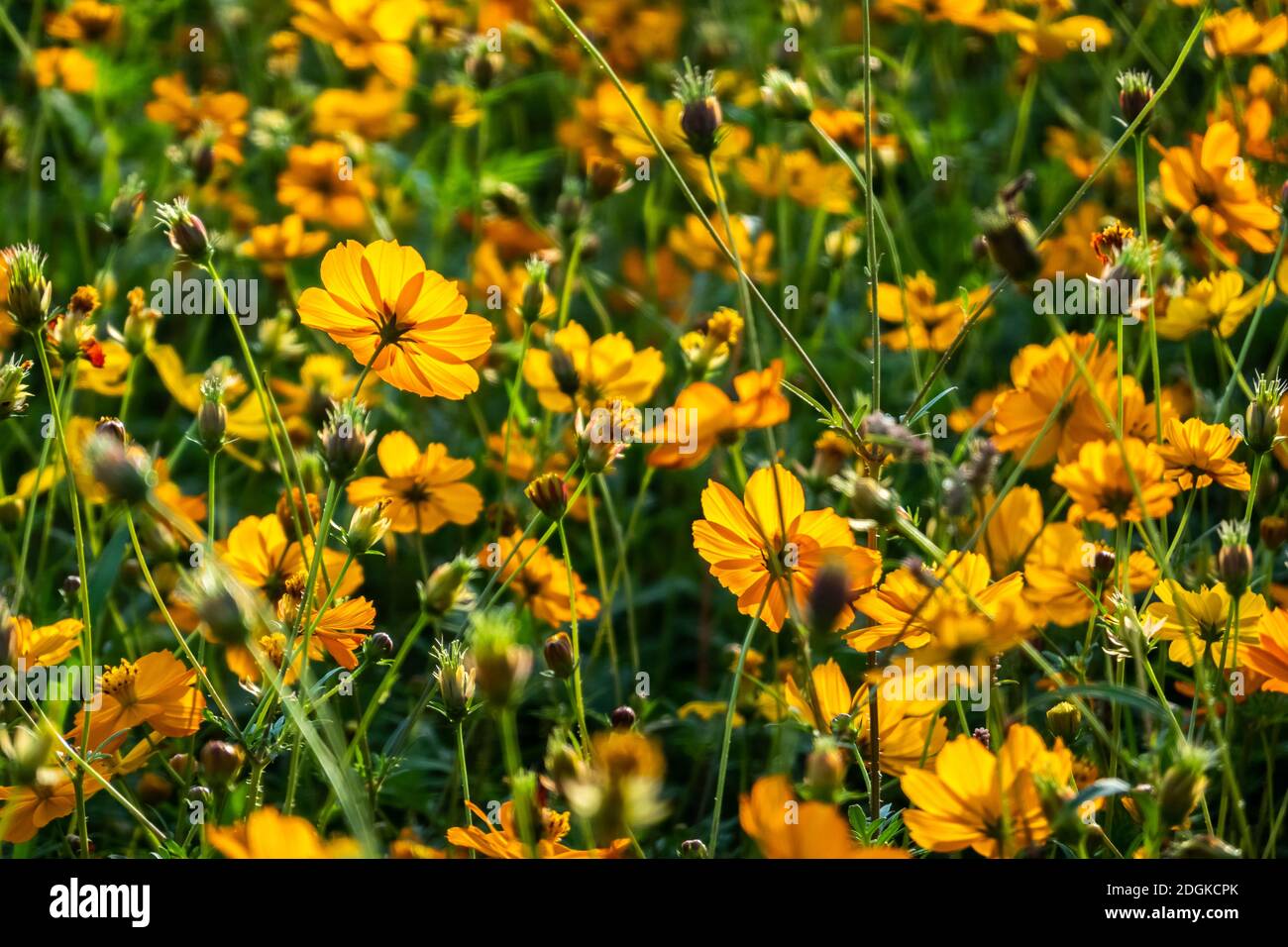 Colorful cosmos flowers farm Stock Photo - Alamy