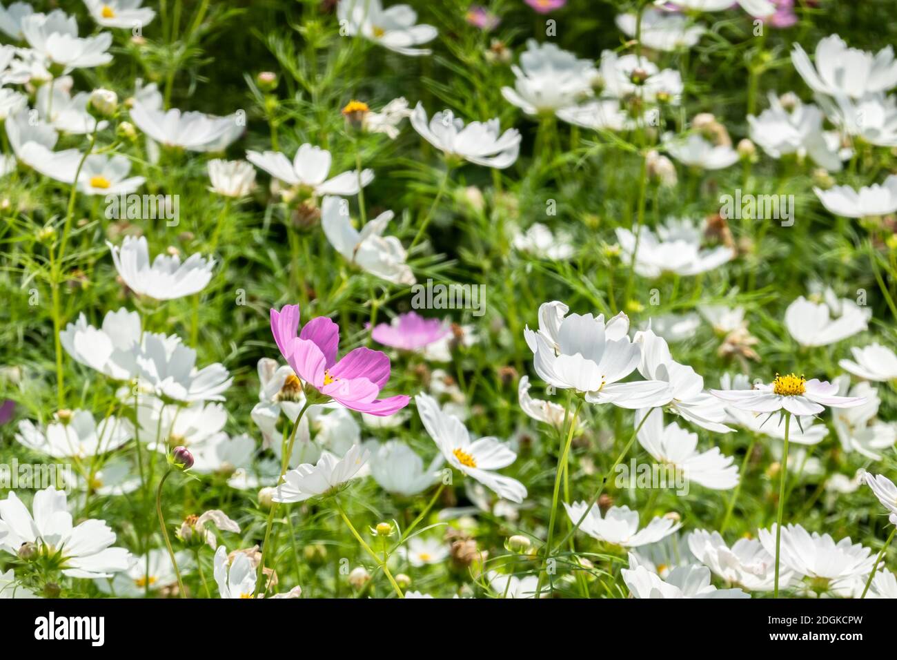 White cosmos flowers farm Stock Photo - Alamy