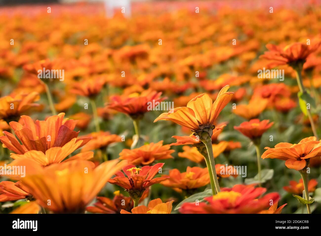 Colorful cosmos flowers farm Stock Photo - Alamy
