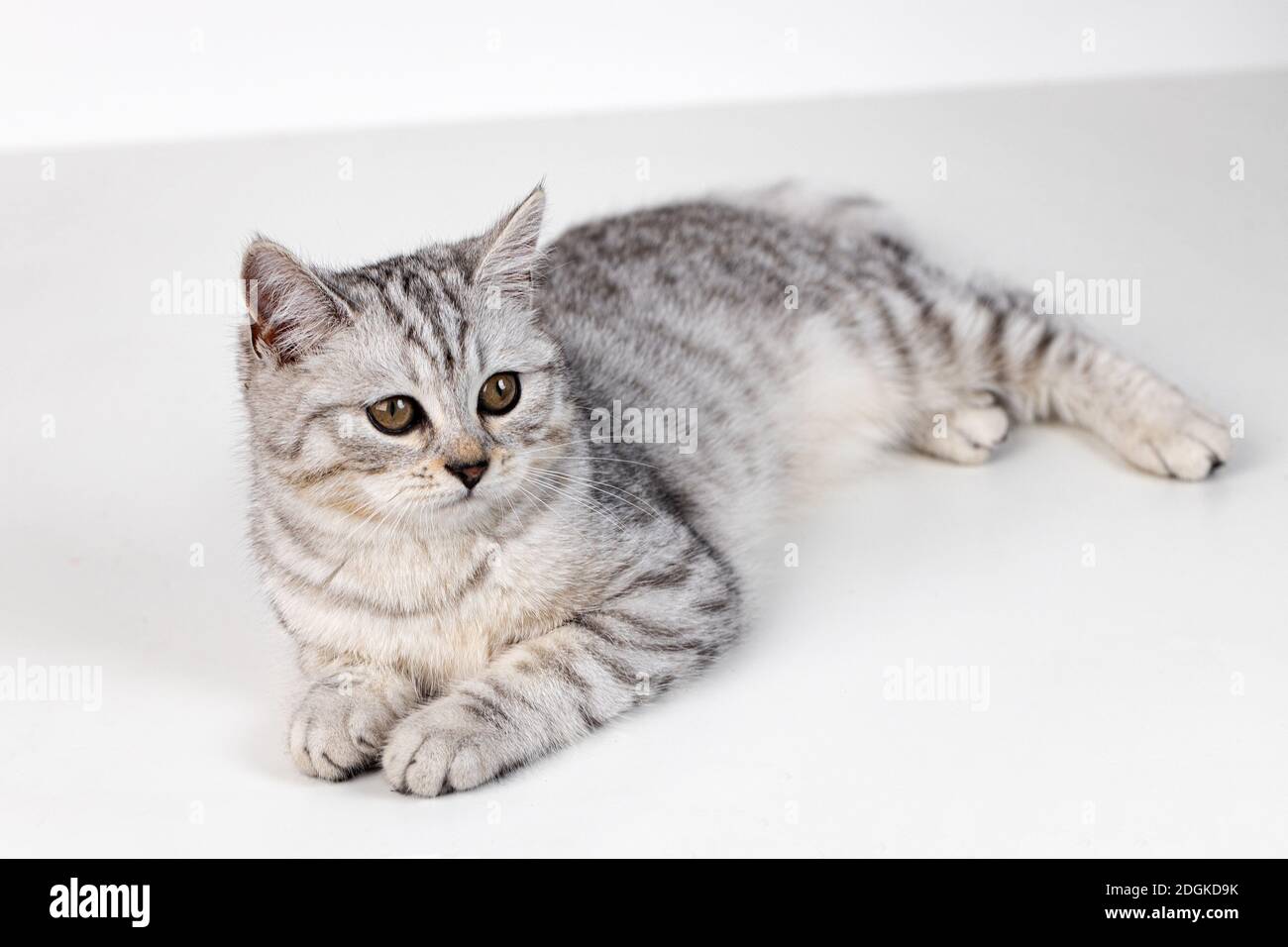 Scottish straight cat tabby on white background Stock Photo - Alamy
