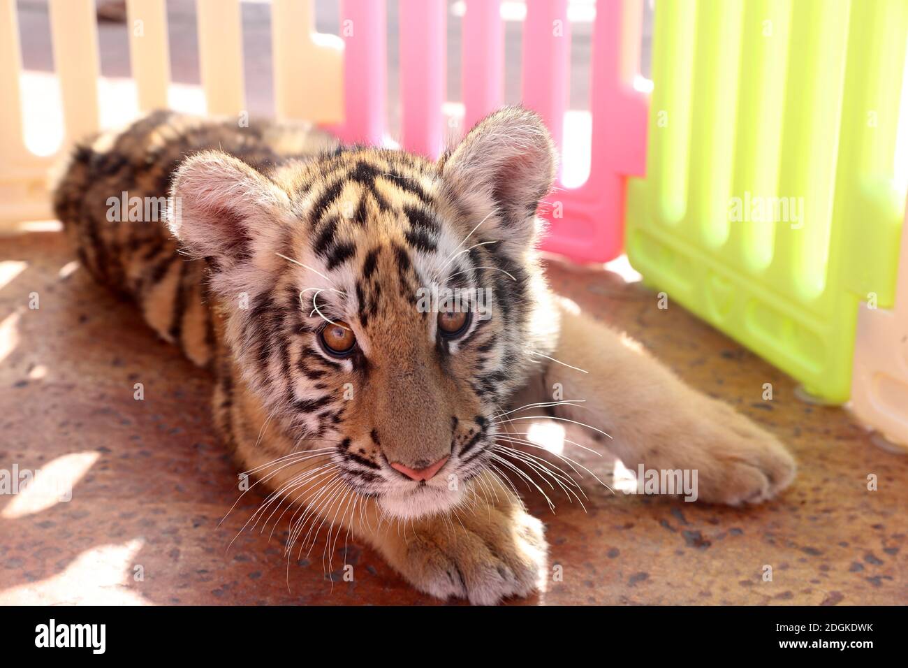 A zoo uses three groups of animal anchors to sell animal dolls ...