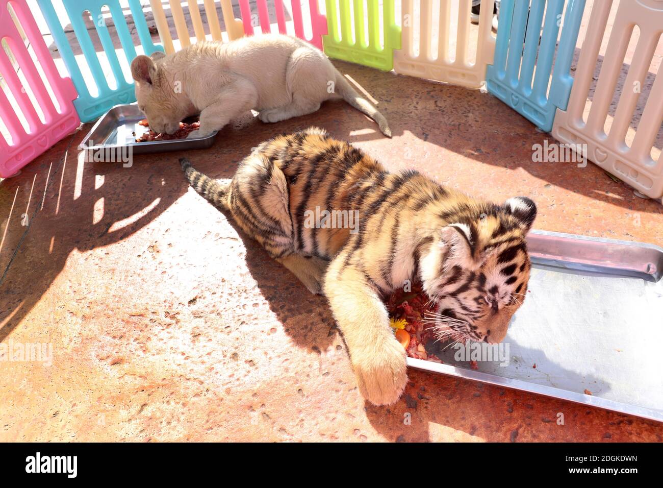 A zoo uses three groups of animal anchors to sell animal dolls ...