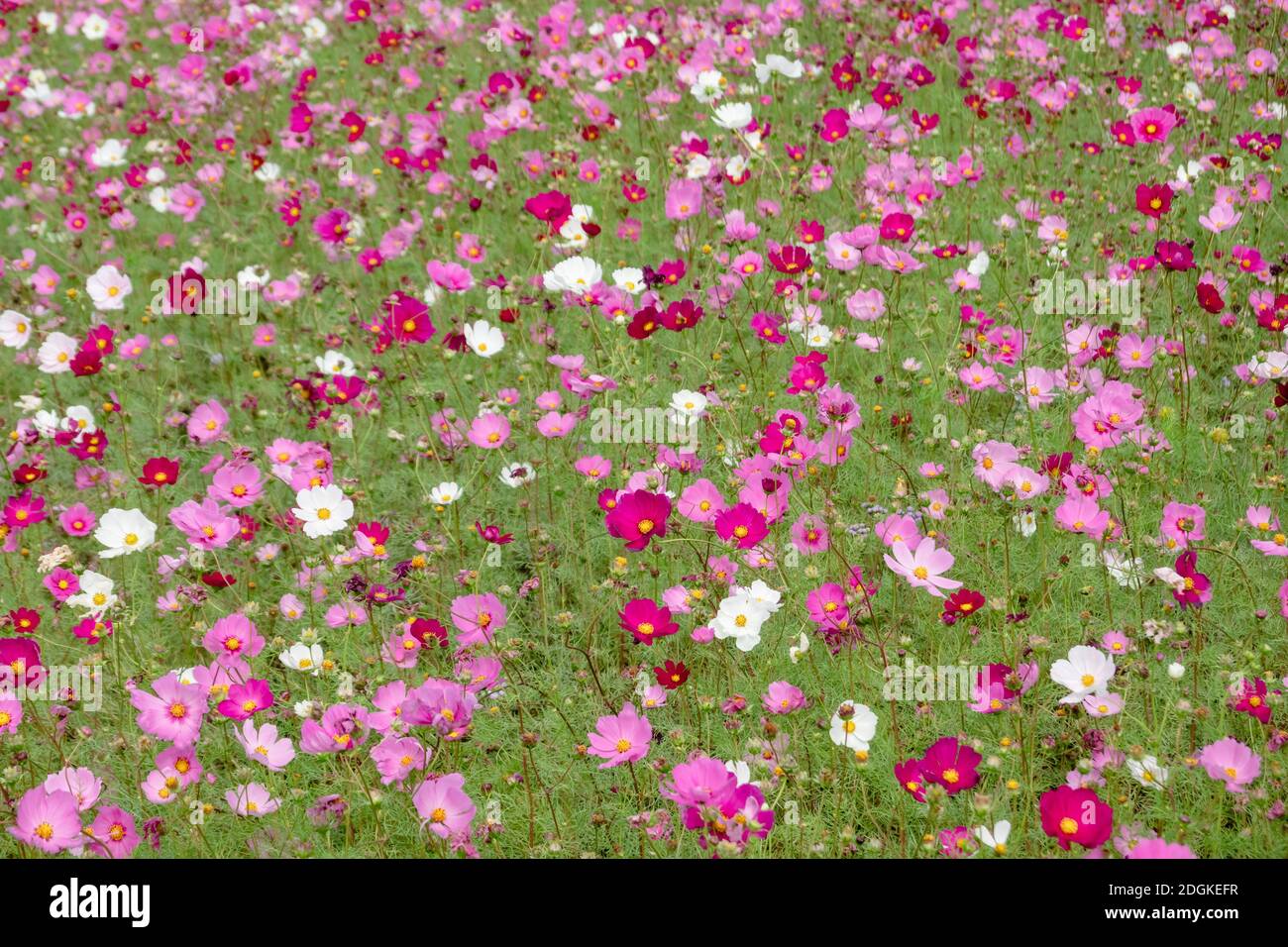 Colorful cosmos flowers farm Stock Photo - Alamy
