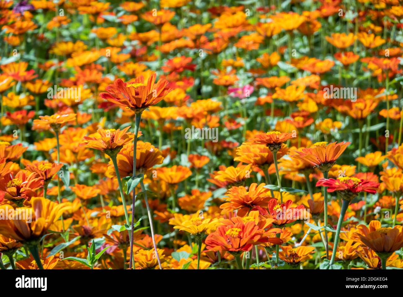 Colorful cosmos flowers farm Stock Photo - Alamy