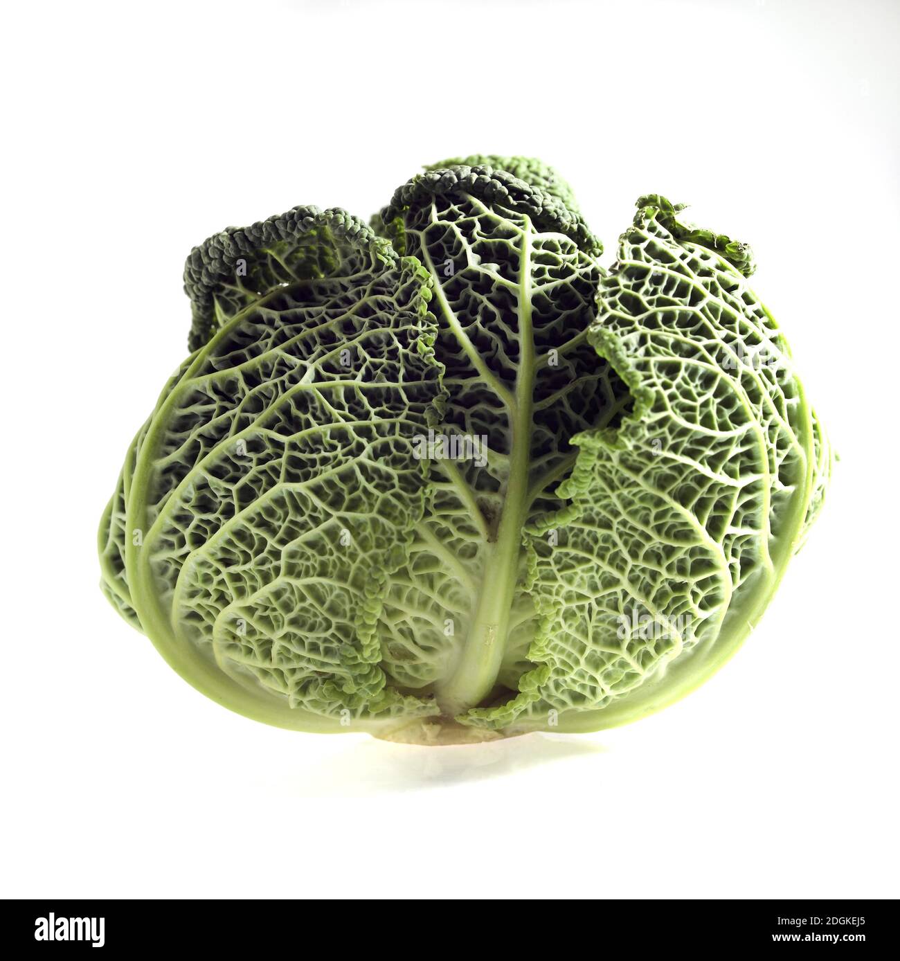 Dwarf Green Cabbage, brassica oleracea, Vegetable against White ...