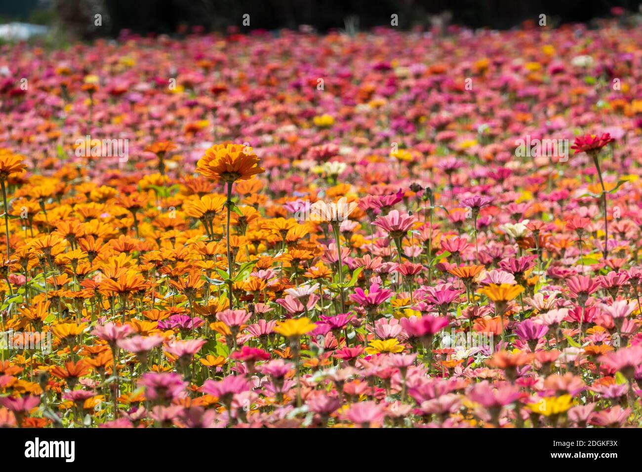 Colorful cosmos flowers farm Stock Photo - Alamy