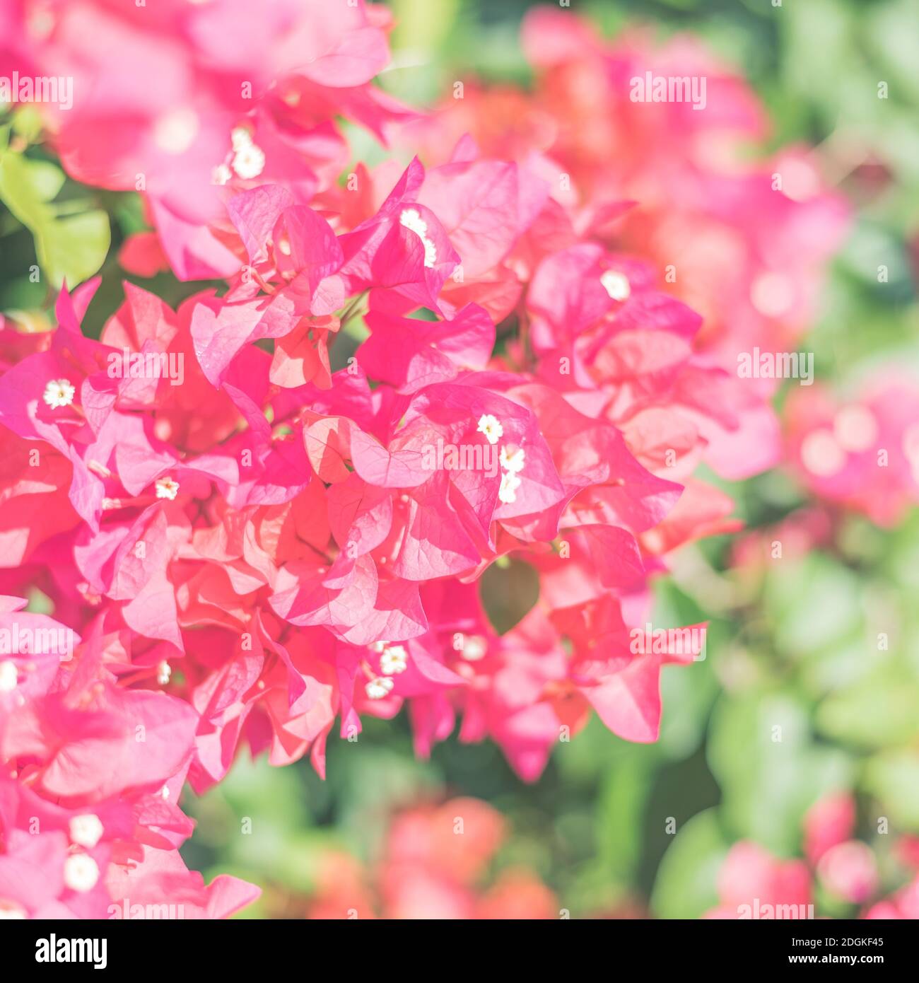 Red bougainvillea bright sunshine hi-res stock photography and images ...