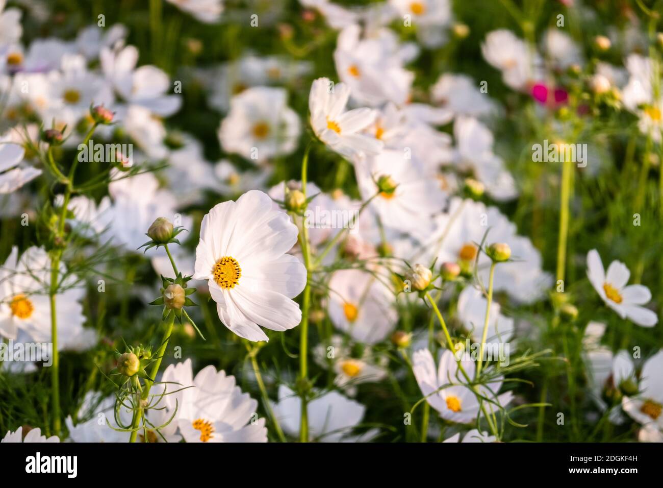 Cosmos flower farm hi-res stock photography and images - Alamy
