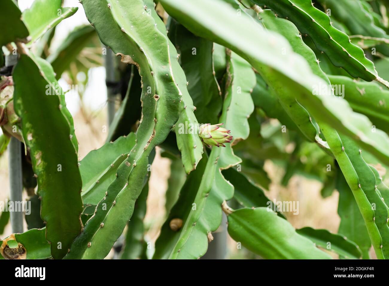 Farm of pitaya with fruit and flower Stock Photo - Alamy