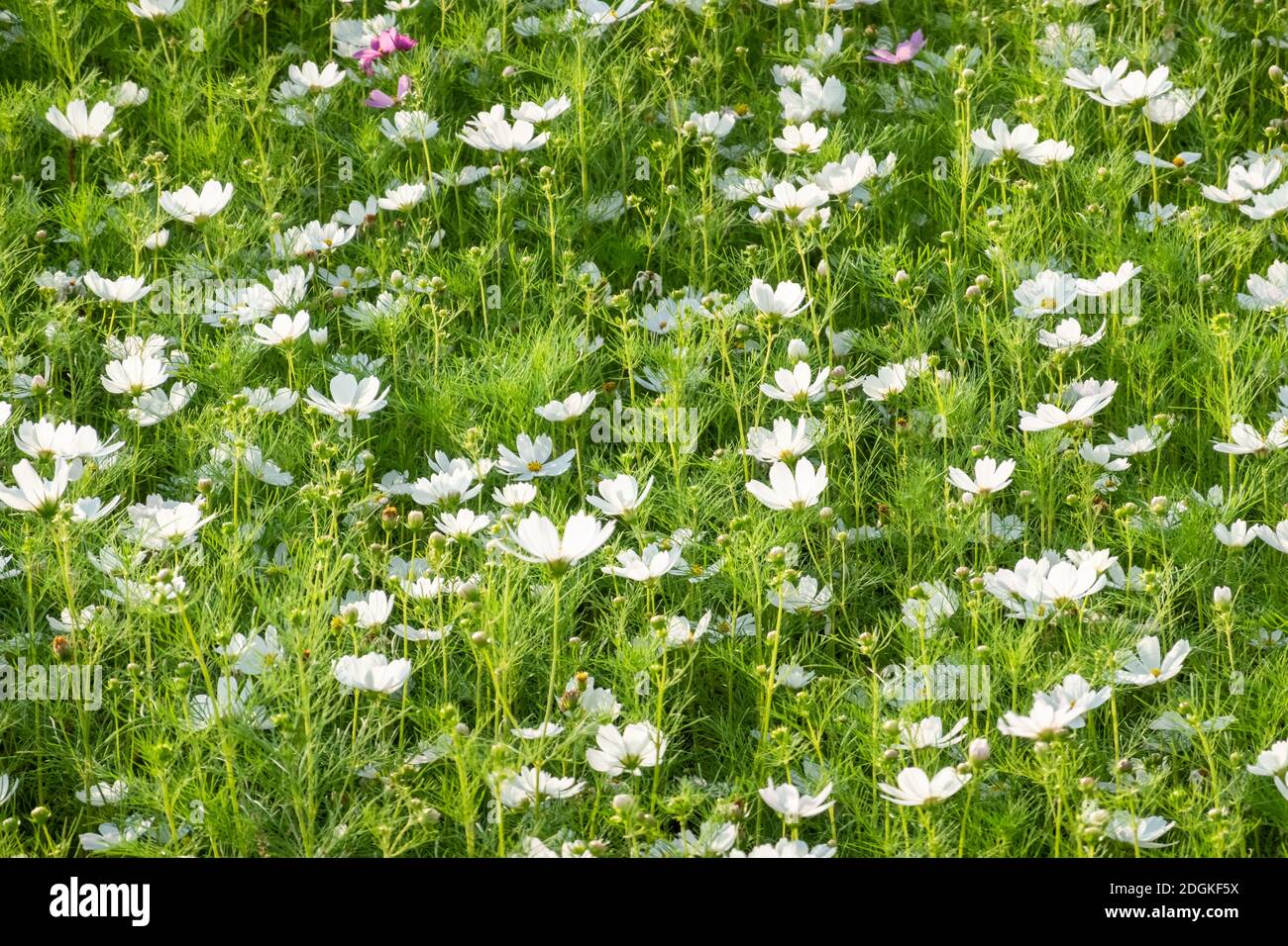 White cosmos flowers field hi-res stock photography and images - Alamy