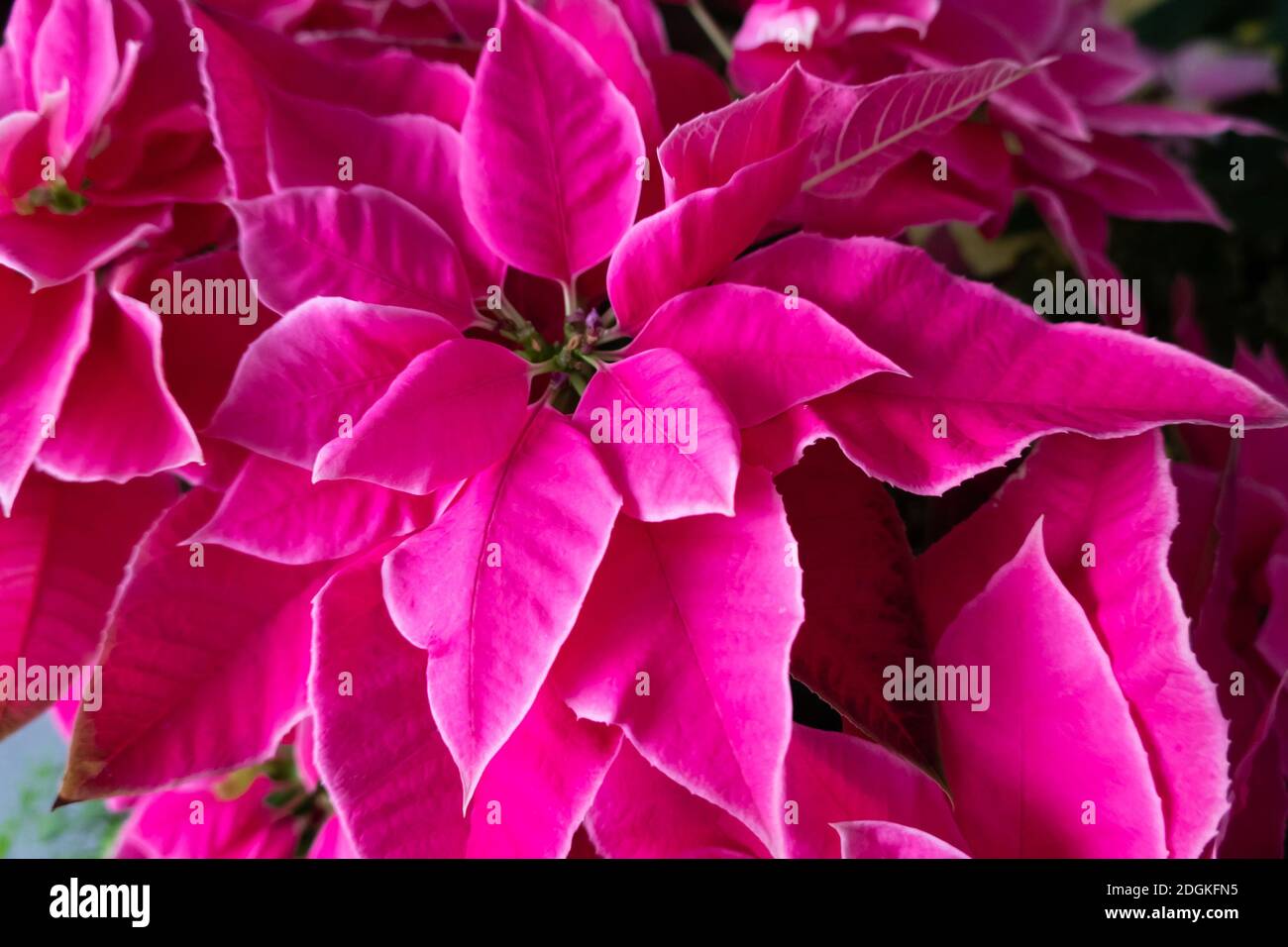 Pink poinsettia hi-res stock photography and images - Alamy