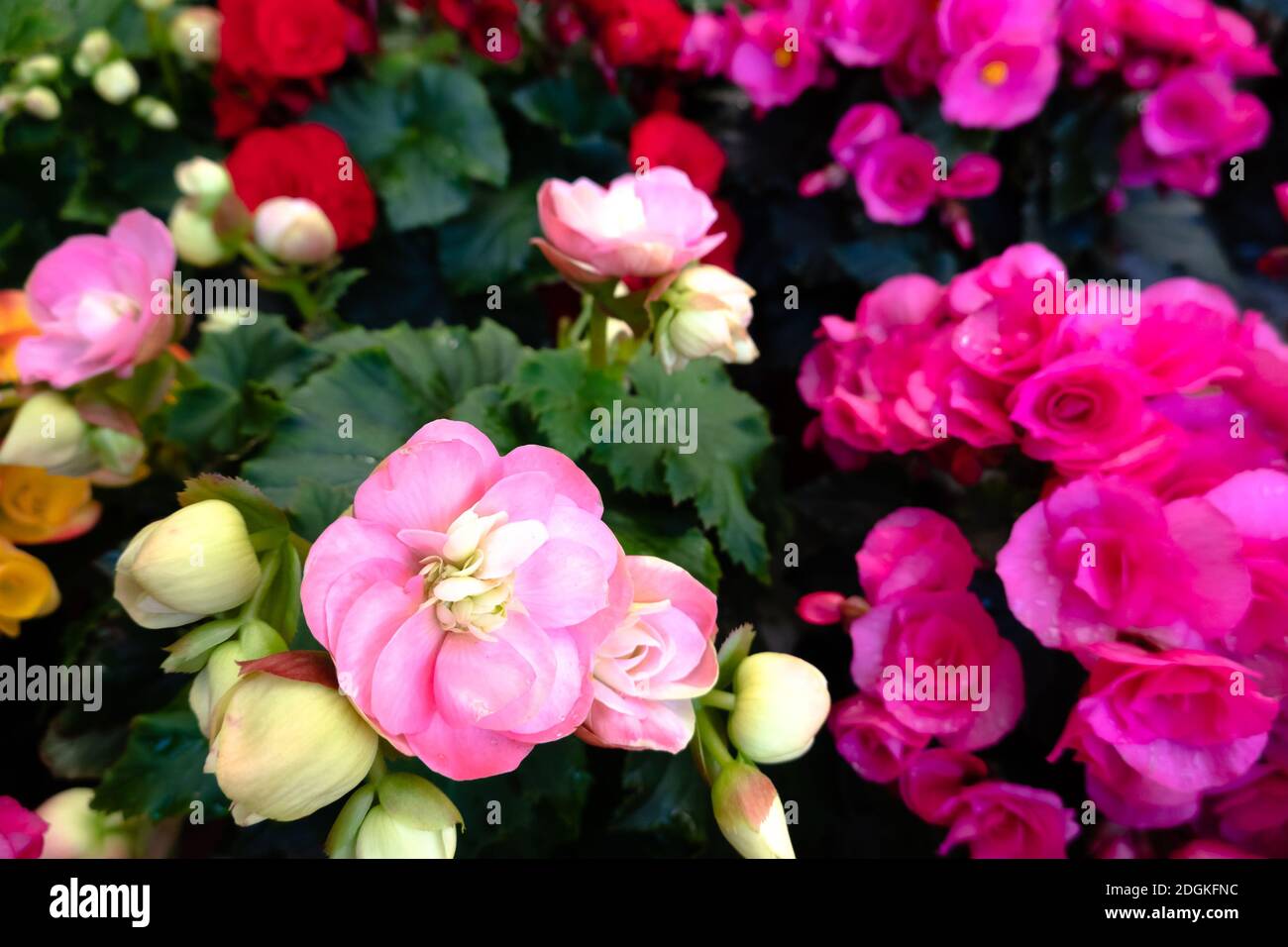 Camellia bush hi-res stock photography and images - Alamy