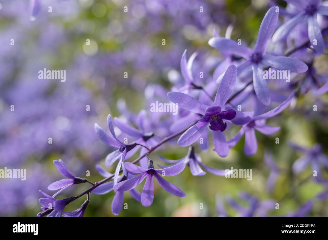 Purple sandpaper vine flowers Stock Photo - Alamy