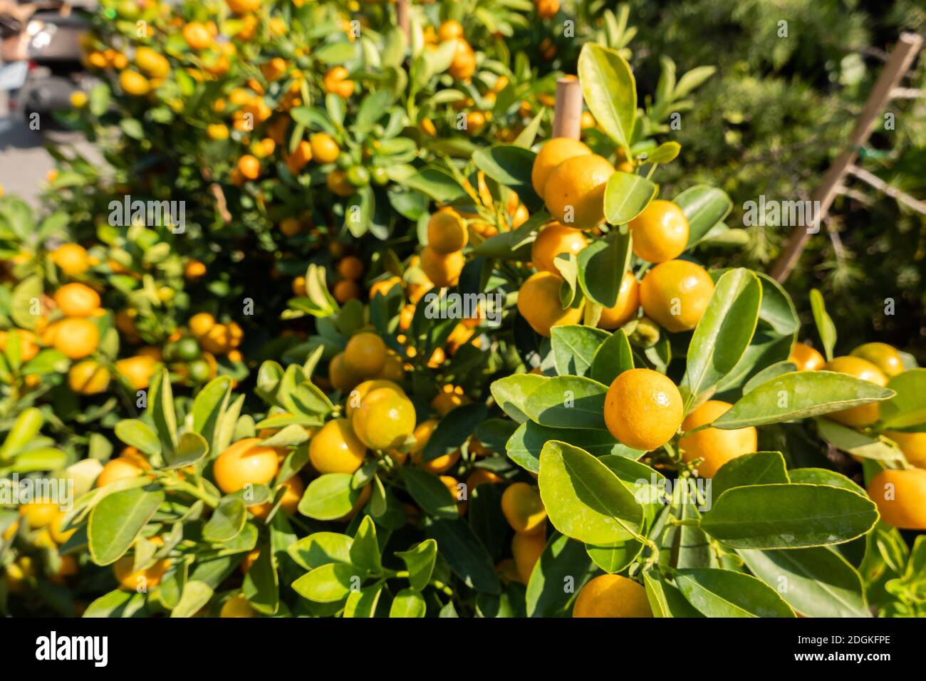 Cumquat tree hi-res stock photography and images - Alamy