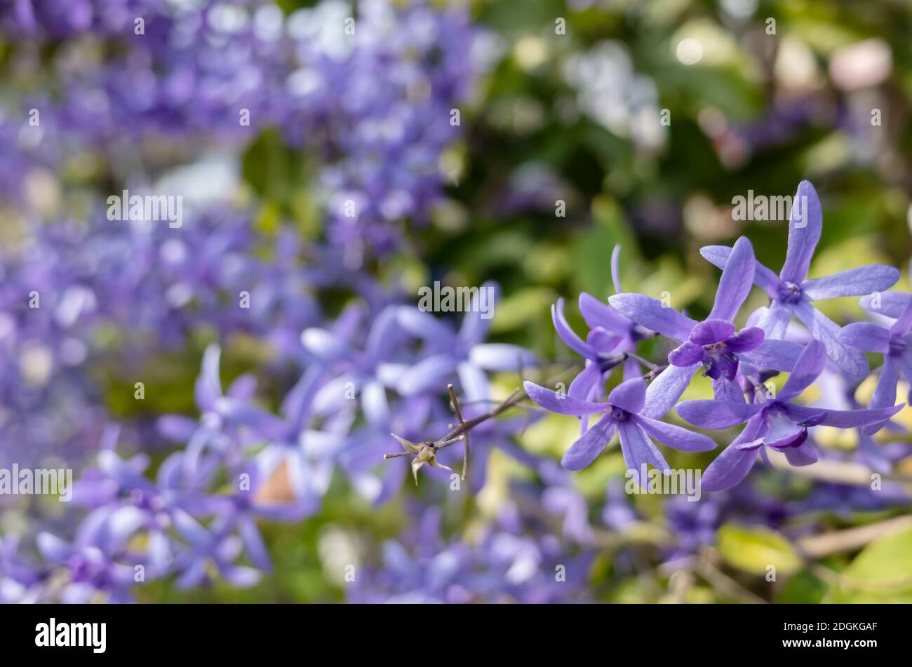 Purple sandpaper vine flowers Stock Photo - Alamy