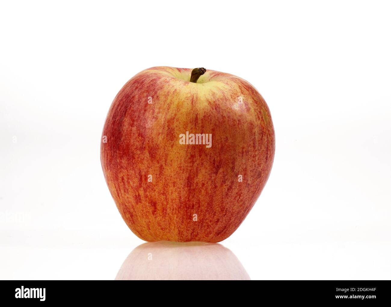 Starling Apple, malus domestica, Fruit against White Background Stock ...