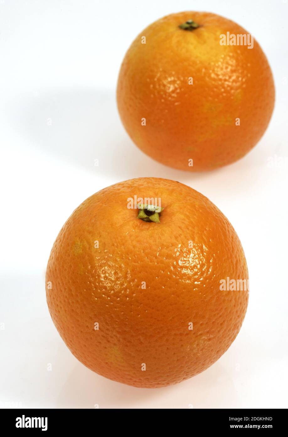 Orange, citrus sinensis, Fruits against White Background Stock Photo ...