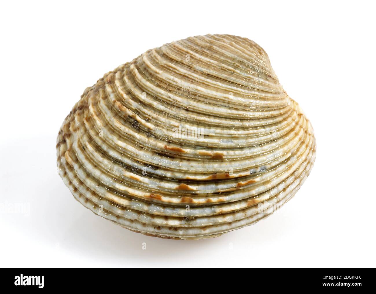 Clam, venus verrucosa, Shell against White Background Stock Photo - Alamy