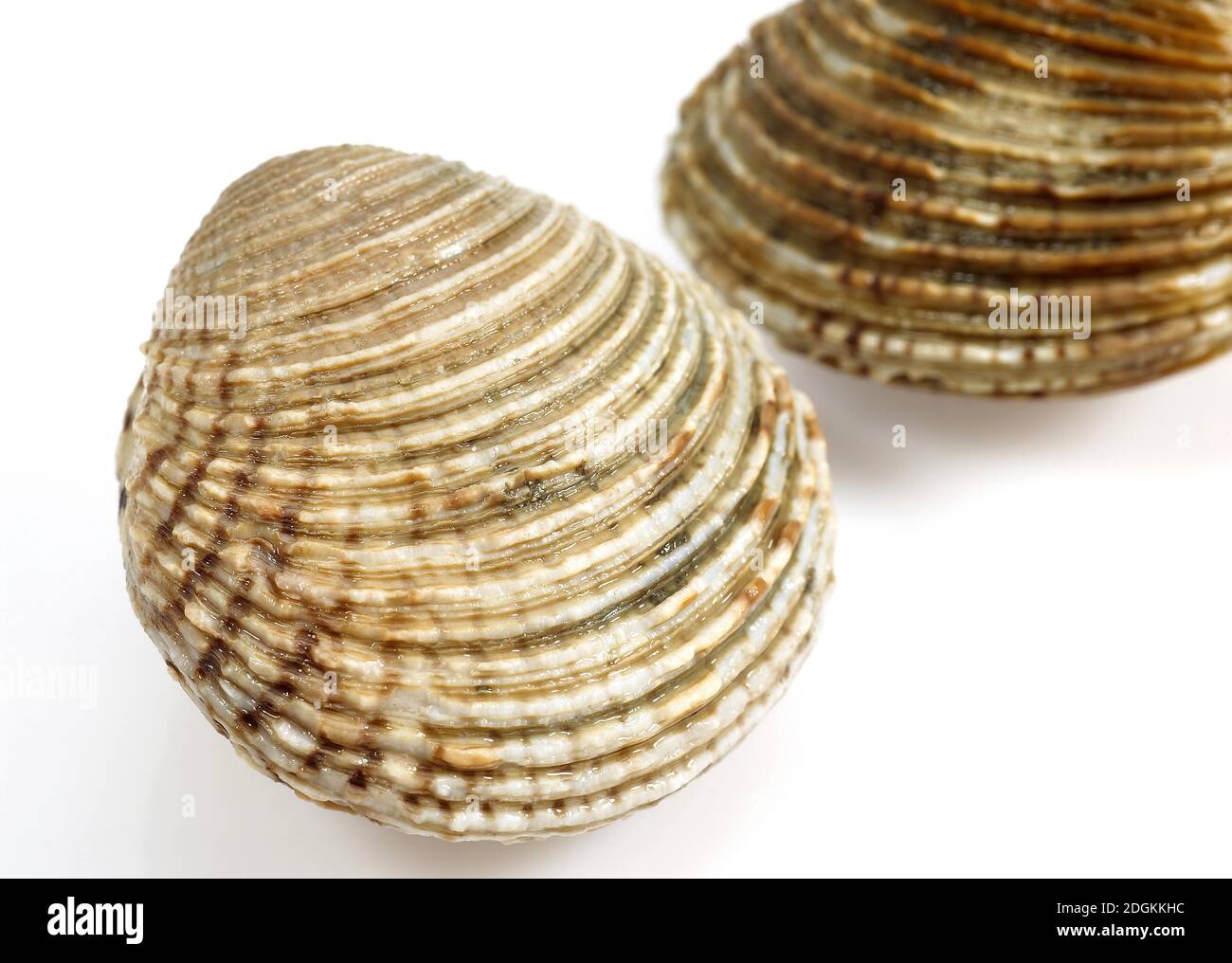 Clams, venus verrucosa, Shells against White Background Stock Photo - Alamy
