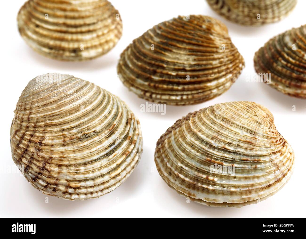 White venus shells hi-res stock photography and images - Alamy