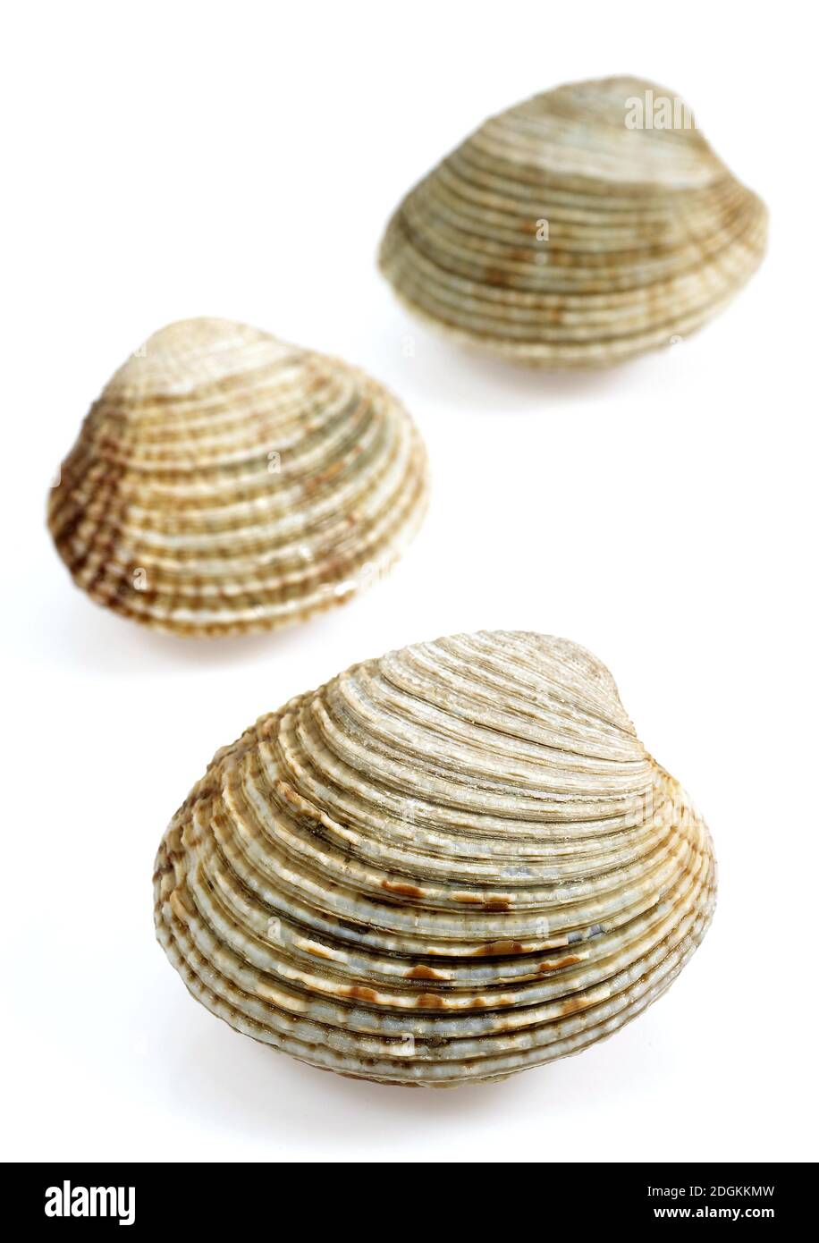 Clams, venus verrucosa, Shells against White Background Stock Photo - Alamy