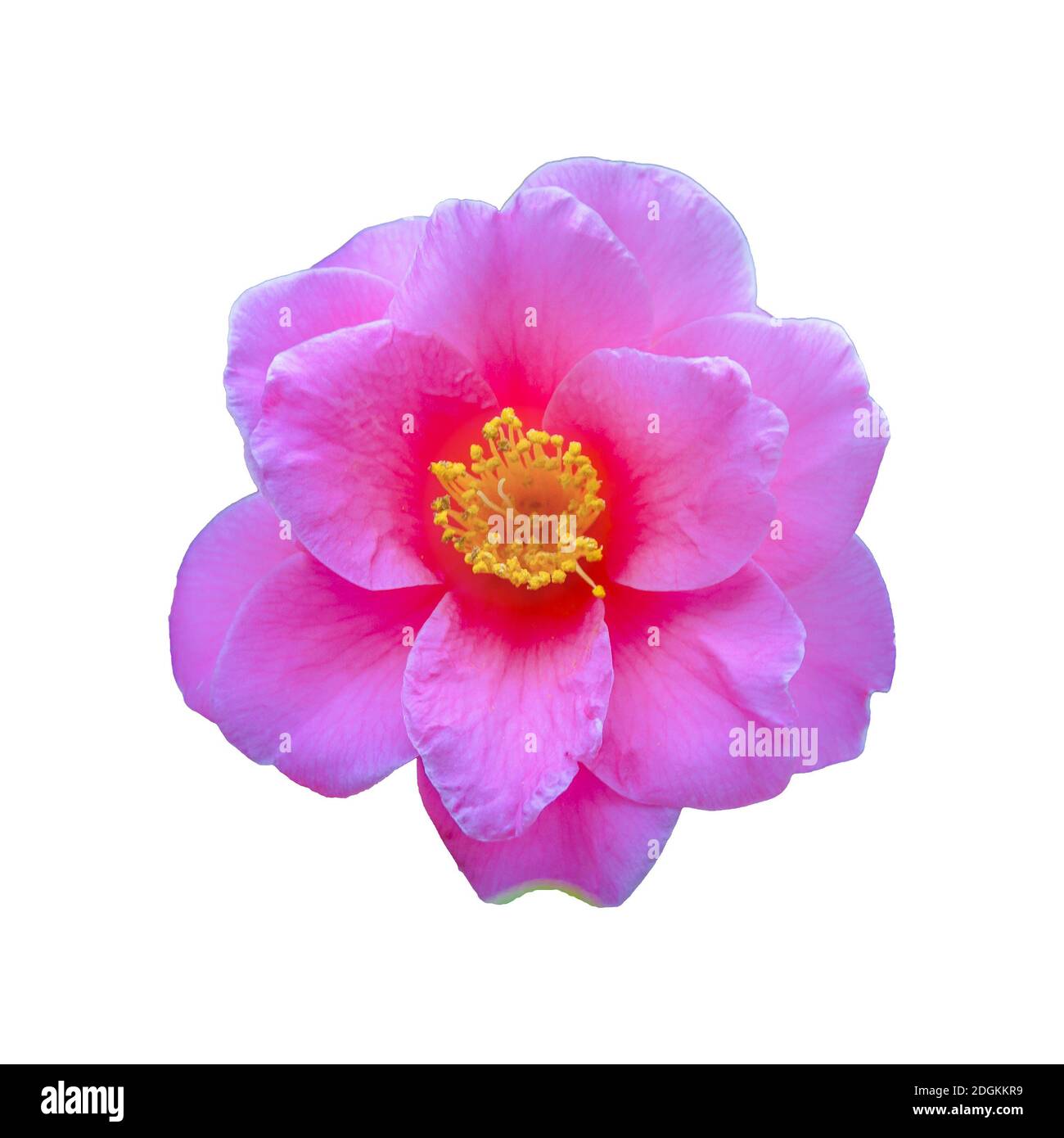 Flower top view Cut Out Stock Images & Pictures - Alamy