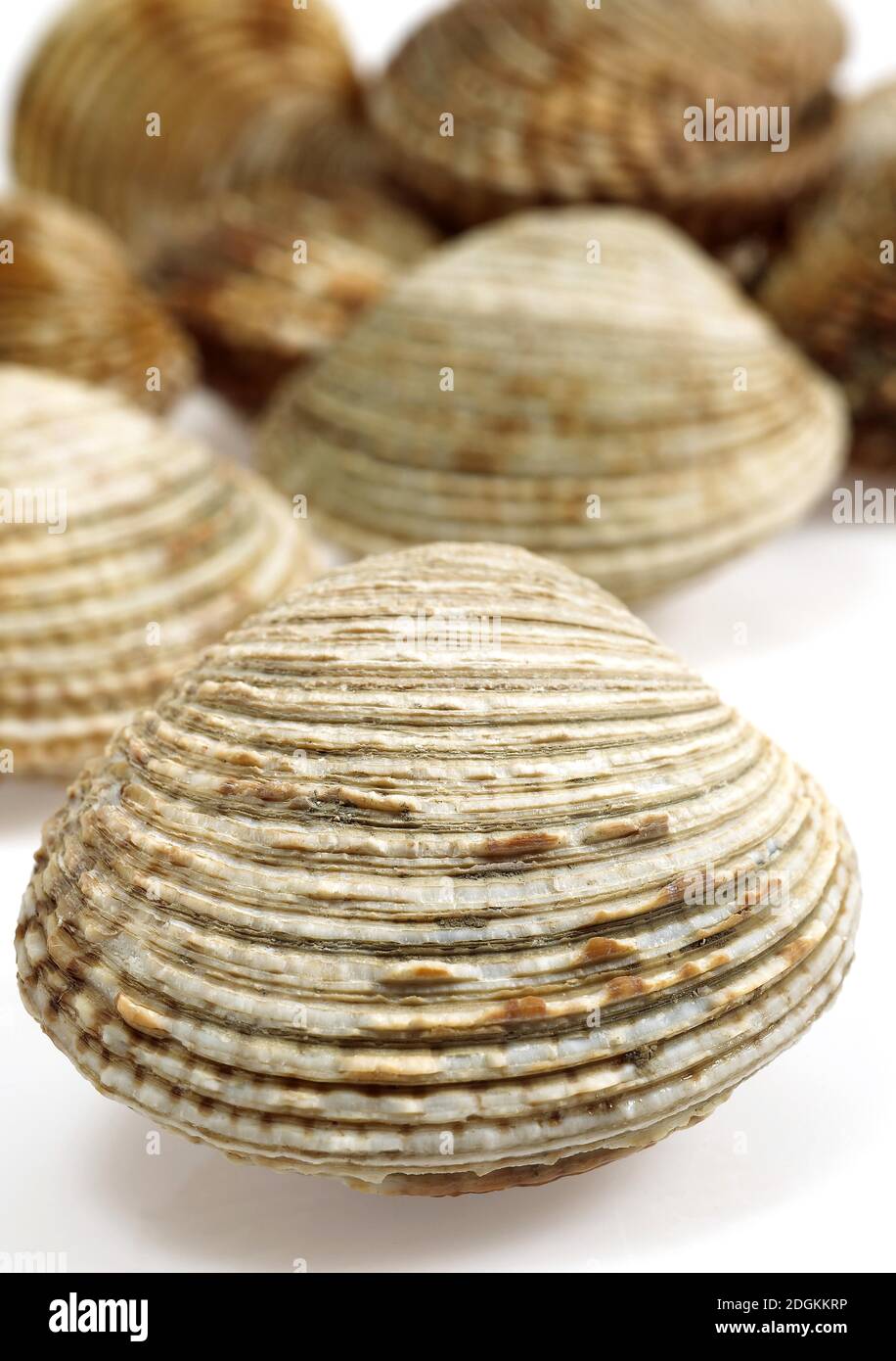 Clams, venus verrucosa, Shells against White Background Stock Photo - Alamy