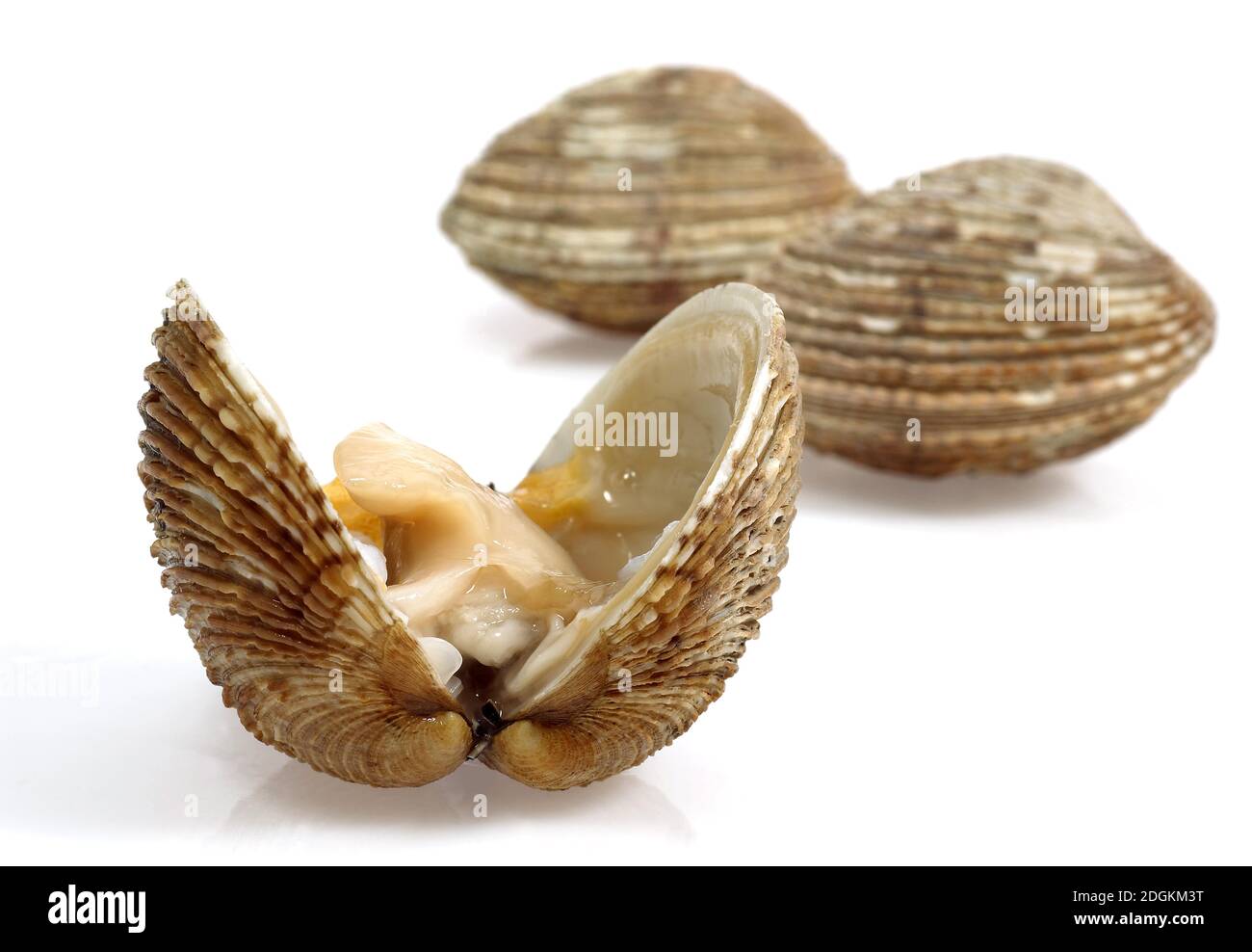 Clams, venus verrucosa, Shells against White Background Stock Photo - Alamy