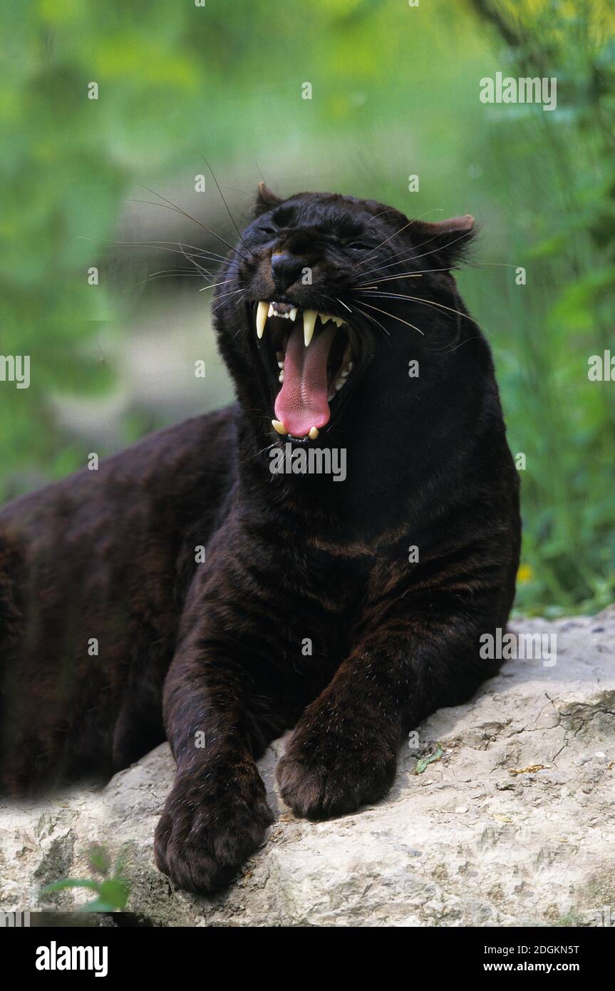 Black Panther, panthera pardus, Female Yawning Stock Photo - Alamy
