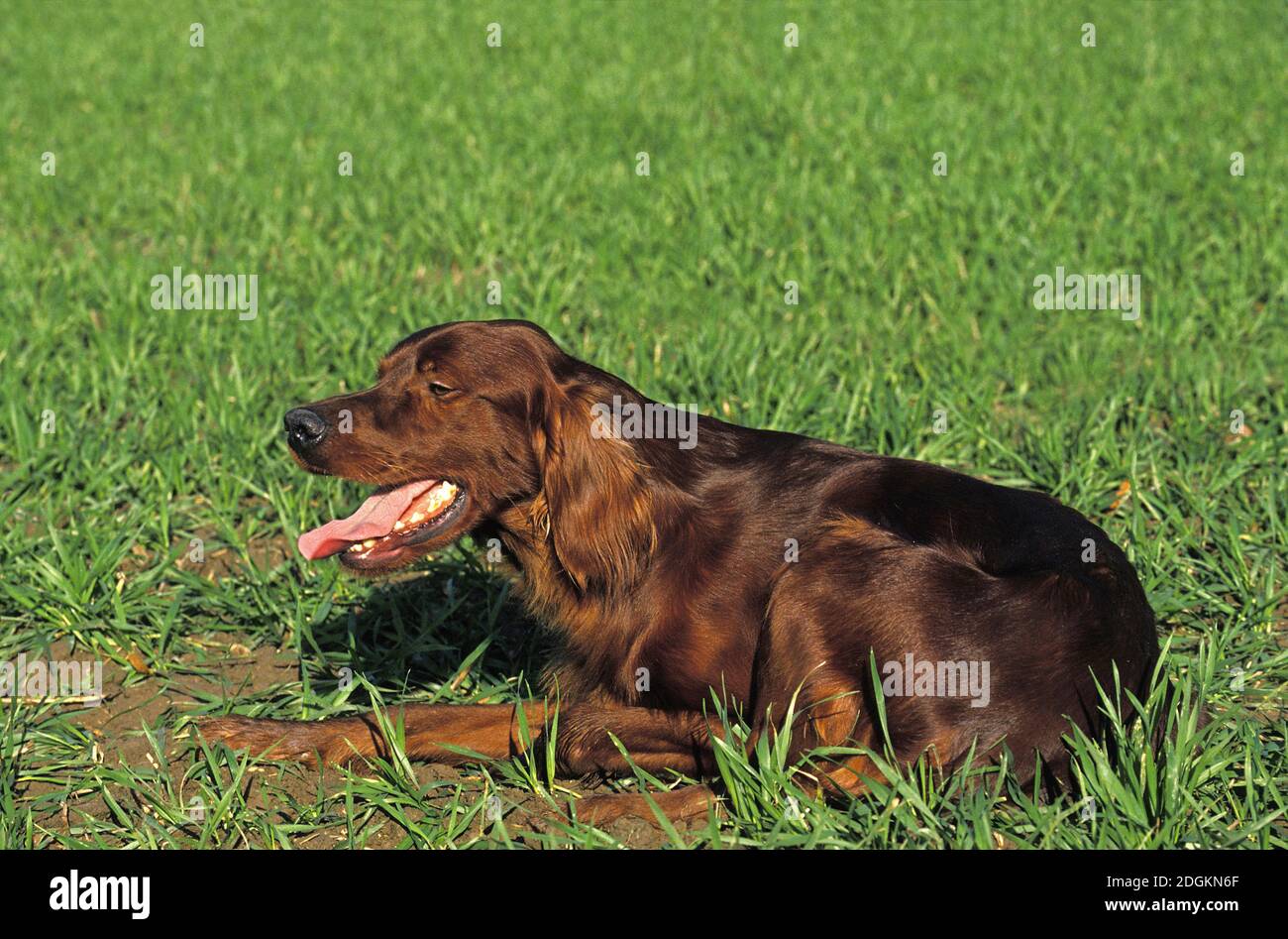 Irish Setter or Red Setter laying in Field Stock Photo - Alamy