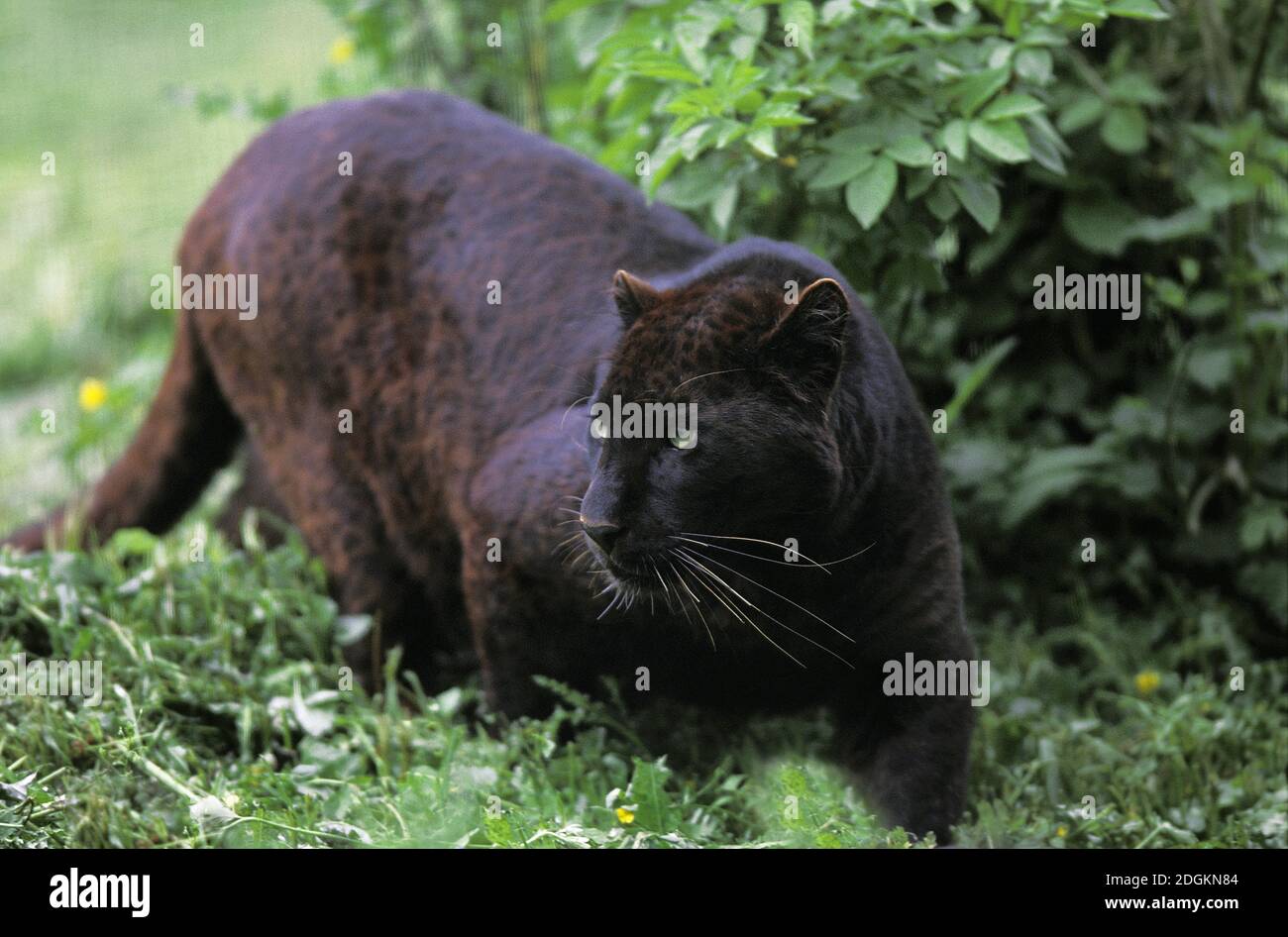 Black Panther, panthera pardus, Female Stock Photo - Alamy