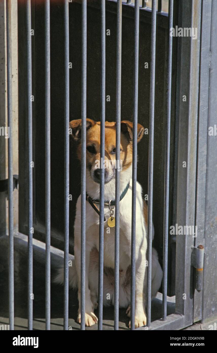 Rspca dog hi-res stock photography and images - Alamy