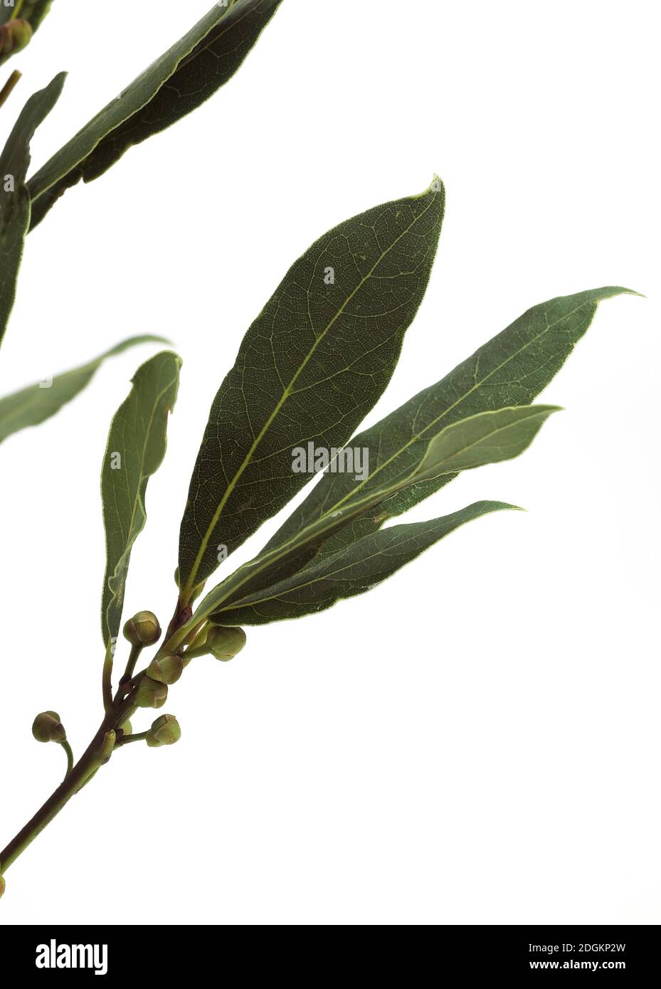 Laurus nobilis cut hi-res stock photography and images - Alamy