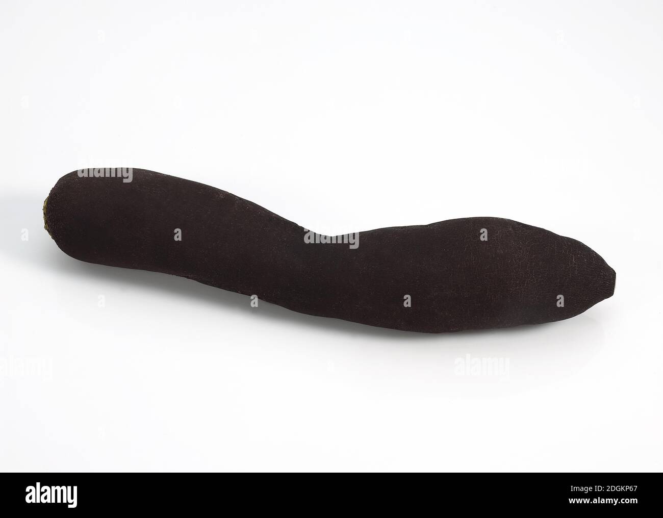 Black Radish, raphanus sativus niger, against White Background Stock ...