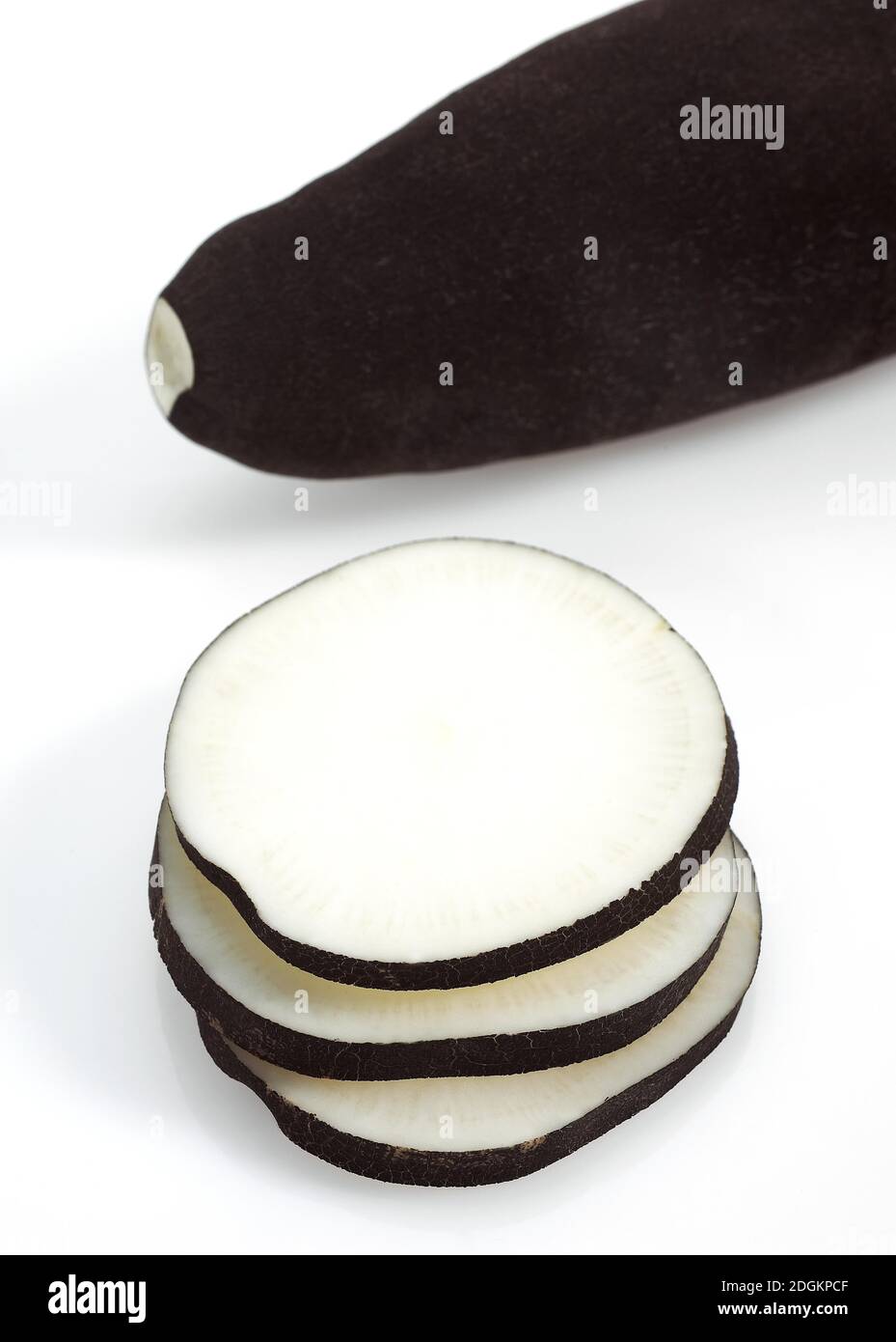 Black Radish, raphanus sativus niger, against White Background Stock ...