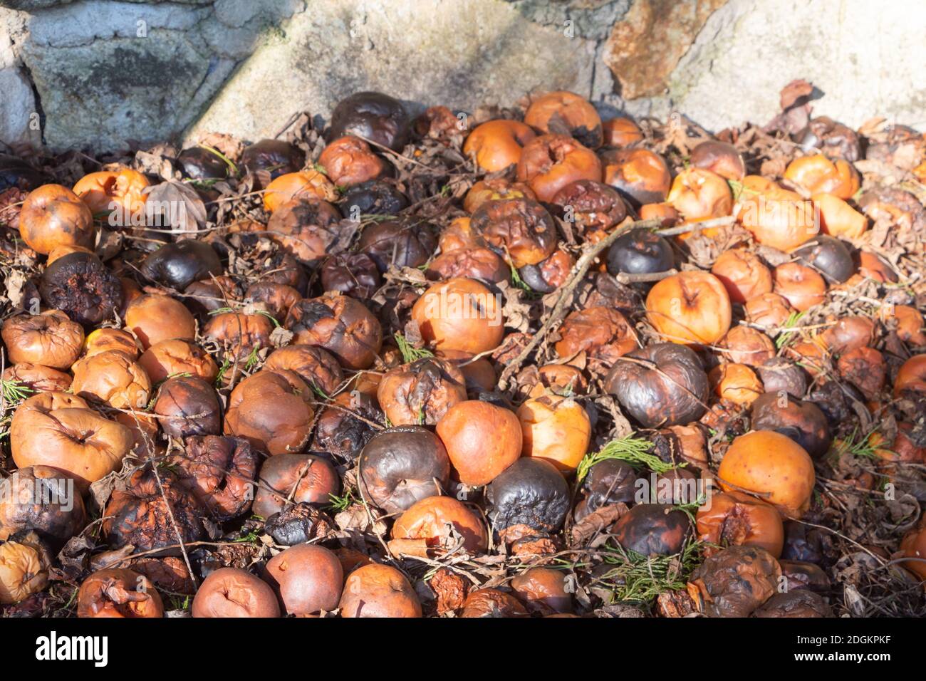 Rotten apples on the ground in an orchard Stock Photo - Alamy