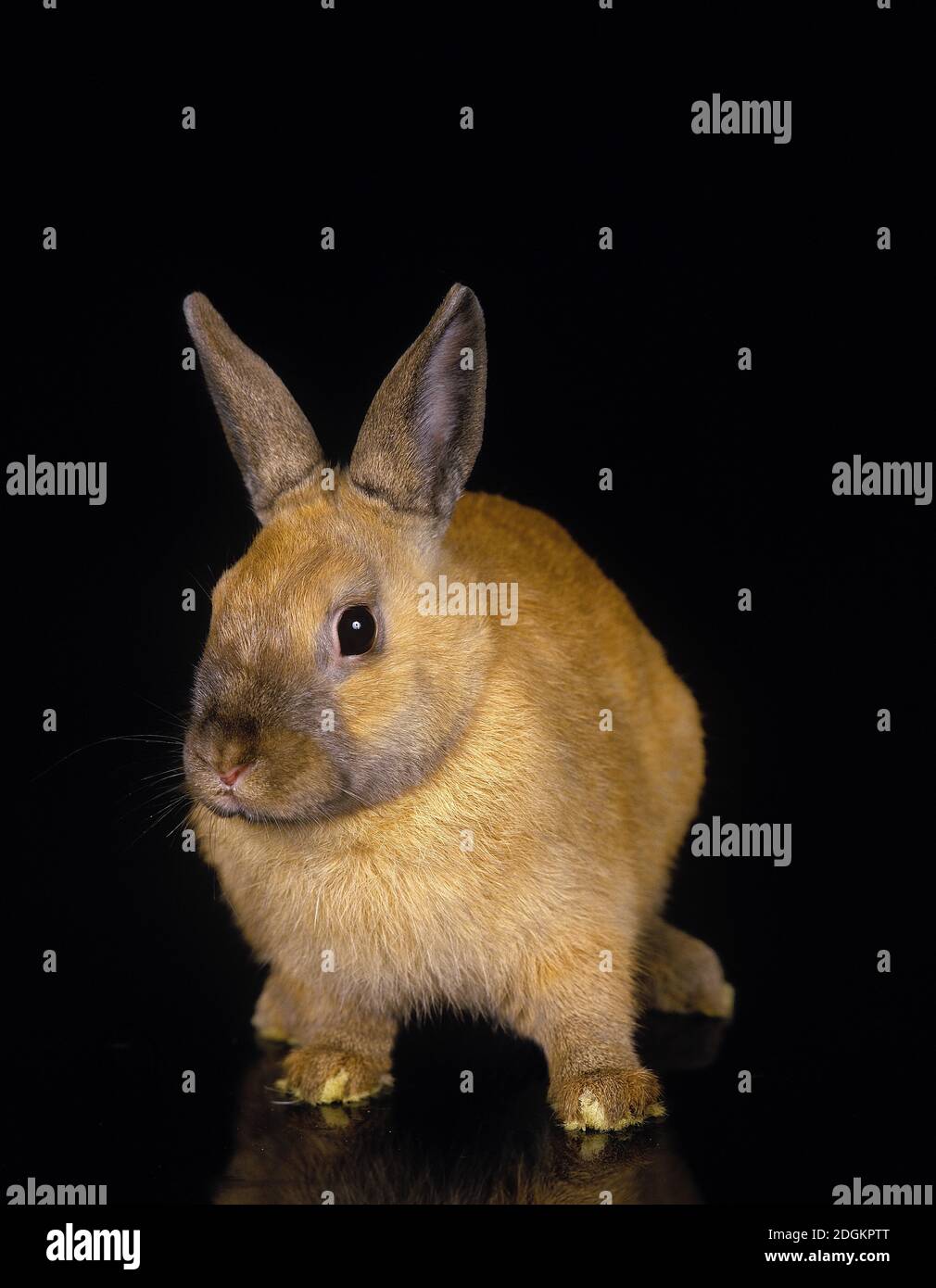 Dwarf Rabbit against Black Background Stock Photo - Alamy